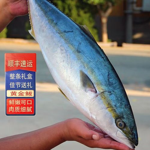 鲅鱼怎么读拼音_鲅鱼是海鱼吗-第2张图片-山城妙识 鲅鱼怎么读拼音_鲅鱼是海鱼吗-第2张图片-山城妙识