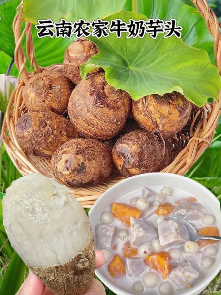 小芋头怎么做好吃_小芋头营养价值有哪些-第2张图片-山城妙识 小芋头怎么做好吃_小芋头营养价值有哪些-第2张图片-山城妙识