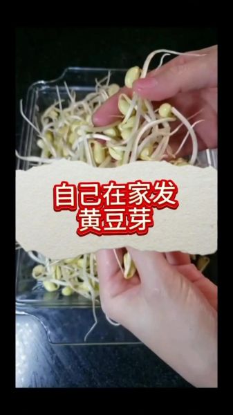 黄豆芽怎么发_黄豆芽的做法窍门-第1张图片-山城妙识