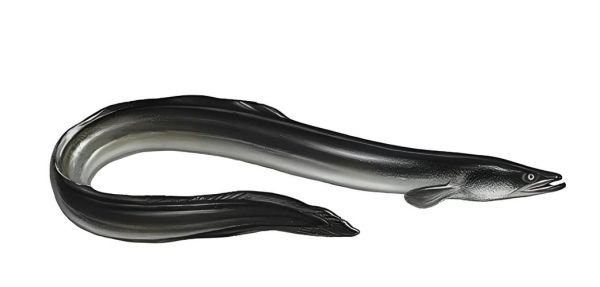 河鳗的营养价值_河鳗的功效与作用-第2张图片-山城妙识 河鳗的营养价值_河鳗的功效与作用-第2张图片-山城妙识