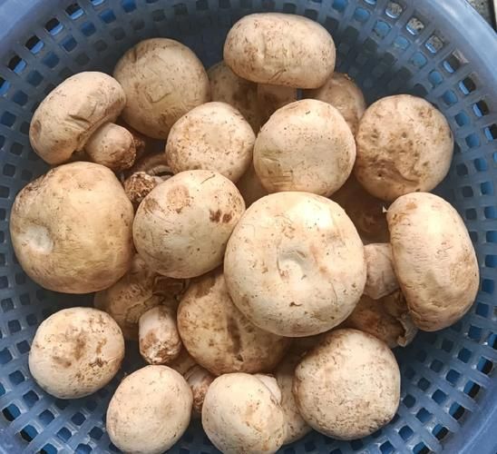 素炒白蘑菇怎么炒好吃_白蘑菇焯水还是不焯水-第3张图片-山城妙识 素炒白蘑菇怎么炒好吃_白蘑菇焯水还是不焯水-第3张图片-山城妙识