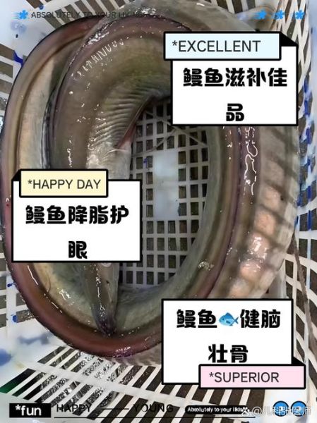 河鳗的营养价值_河鳗的功效与作用-第1张图片-山城妙识 河鳗的营养价值_河鳗的功效与作用-第1张图片-山城妙识