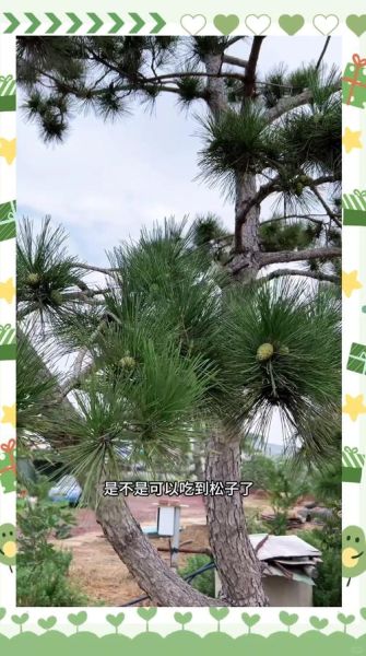 松果怎么吃_松果的食用方法-第3张图片-山城妙识