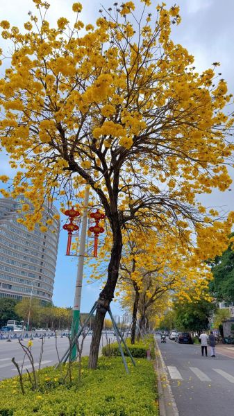 黄花风铃木花期多久_黄花风铃木适合种在哪里-第2张图片-山城妙识