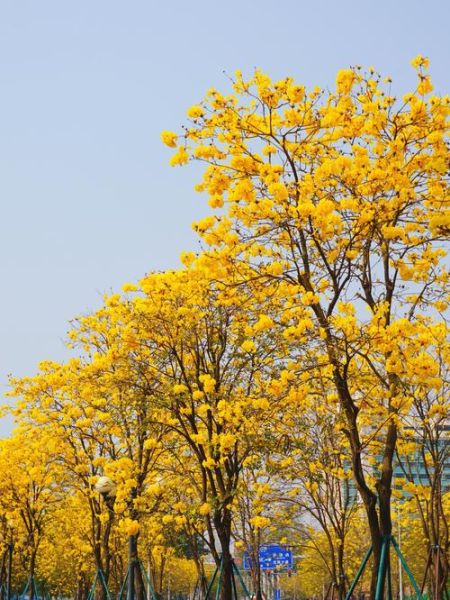 黄花风铃木花期多久_黄花风铃木适合种在哪里-第1张图片-山城妙识