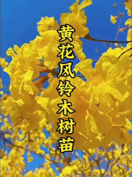 黄花风铃木花期多久_黄花风铃木适合种在哪里-第3张图片-山城妙识