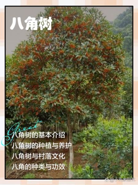 八角树怎么种植_八角树几年结果-第2张图片-山城妙识