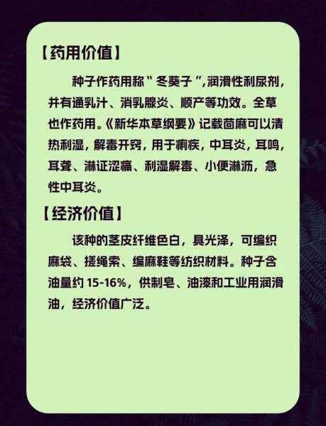 冬葵子和苘麻子区别_如何快速区分-第1张图片-山城妙识 冬葵子和苘麻子区别_如何快速区分-第1张图片-山城妙识