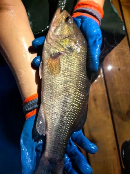 加州鲈鱼长什么样_加州鲈鱼价格多少钱一斤-第1张图片-山城妙识