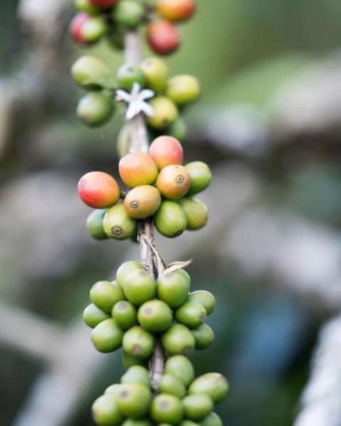曼特宁咖啡产地在哪里_为什么风味独特-第3张图片-山城妙识 曼特宁咖啡产地在哪里_为什么风味独特-第3张图片-山城妙识