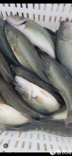 加州鲈鱼长什么样_加州鲈鱼价格多少钱一斤-第3张图片-山城妙识