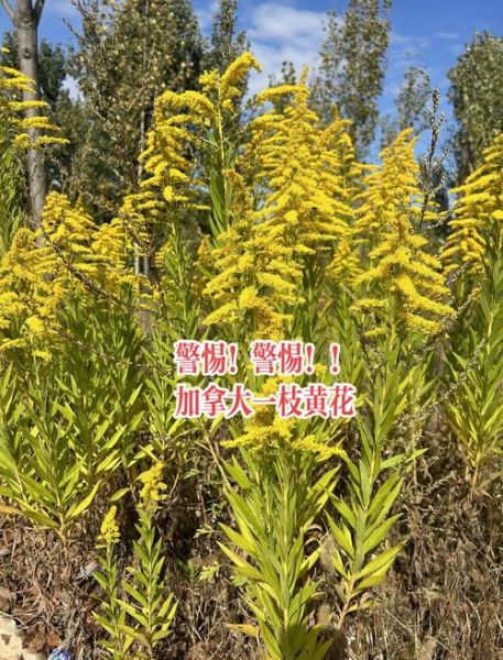 一枝黄花的危害有哪些_如何防治一枝黄花-第2张图片-山城妙识