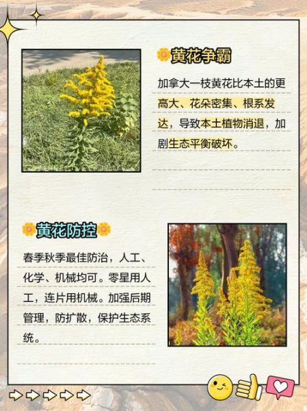 一枝黄花的危害有哪些_如何防治一枝黄花-第3张图片-山城妙识