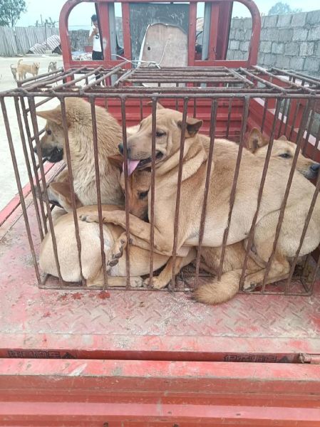 肉狗苗批发市场价格_哪里买肉狗苗靠谱-第3张图片-山城妙识 肉狗苗批发市场价格_哪里买肉狗苗靠谱-第3张图片-山城妙识