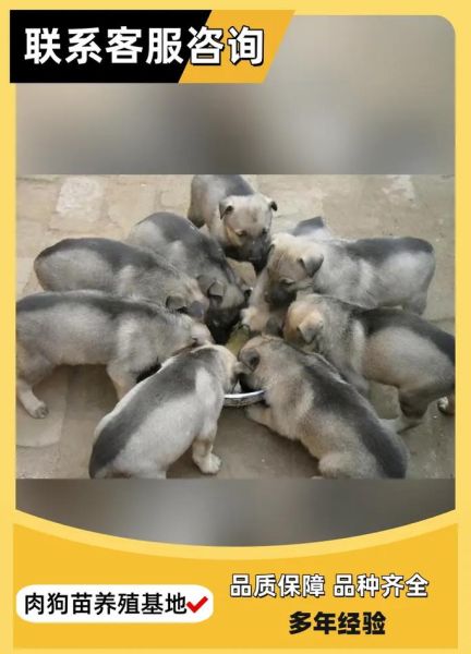 肉狗苗批发市场价格_哪里买肉狗苗靠谱-第2张图片-山城妙识 肉狗苗批发市场价格_哪里买肉狗苗靠谱-第2张图片-山城妙识