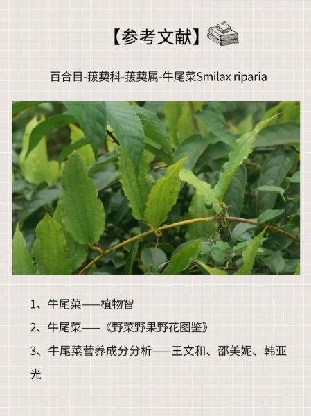 牛尾菜是什么_牛尾菜怎么吃-第1张图片-山城妙识 牛尾菜是什么_牛尾菜怎么吃-第1张图片-山城妙识