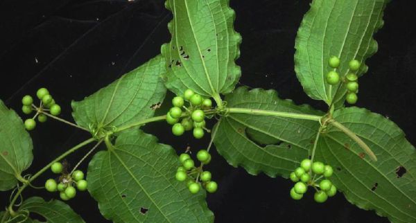 牛尾菜是什么_牛尾菜怎么吃-第3张图片-山城妙识 牛尾菜是什么_牛尾菜怎么吃-第3张图片-山城妙识