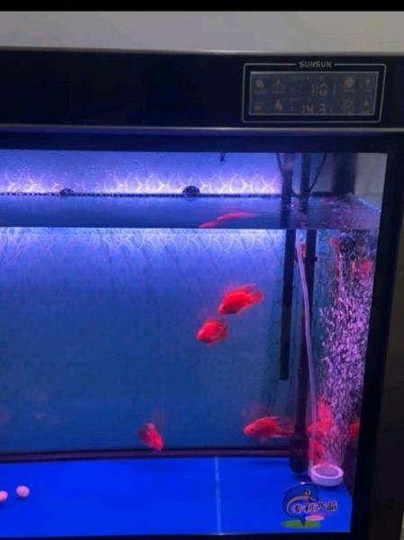 元宝鱼和鹦鹉鱼的区别_新手怎么选-第1张图片-山城妙识