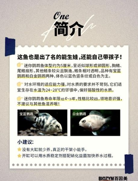 元宝鱼和鹦鹉鱼的区别_新手怎么选-第2张图片-山城妙识