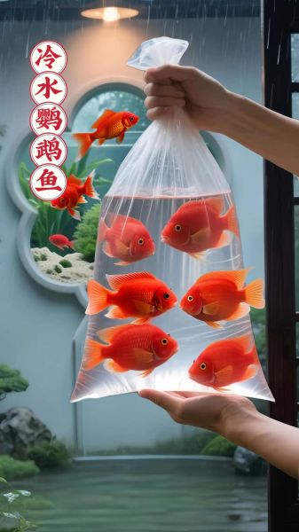 元宝鱼和鹦鹉鱼的区别_新手怎么选-第3张图片-山城妙识