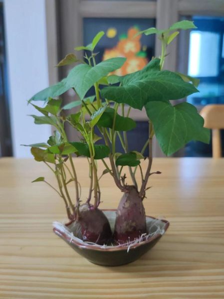 山芋怎么保存不发芽_山芋发芽了还能吃吗-第1张图片-山城妙识