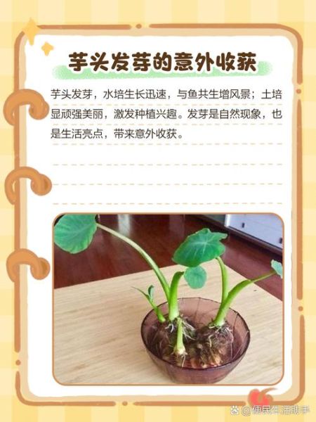 山芋怎么保存不发芽_山芋发芽了还能吃吗-第2张图片-山城妙识