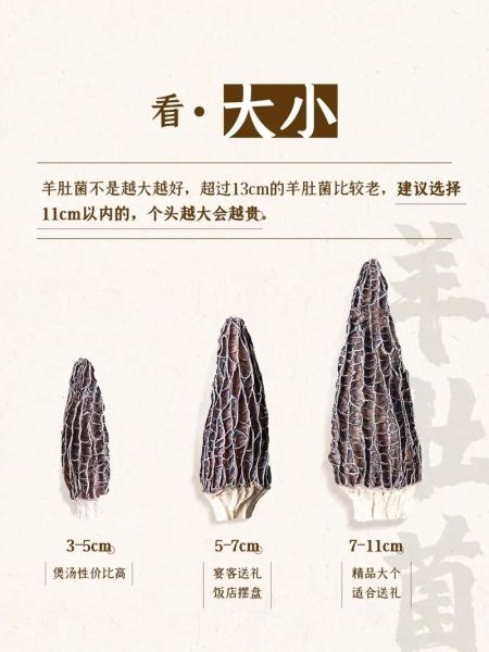 羊肚菌怎么挑选_羊肚菌价格多少钱一斤-第1张图片-山城妙识