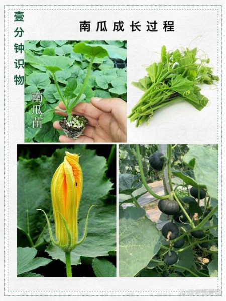 北瓜和南瓜的区别_哪个营养价值更高-第2张图片-山城妙识 北瓜和南瓜的区别_哪个营养价值更高-第2张图片-山城妙识