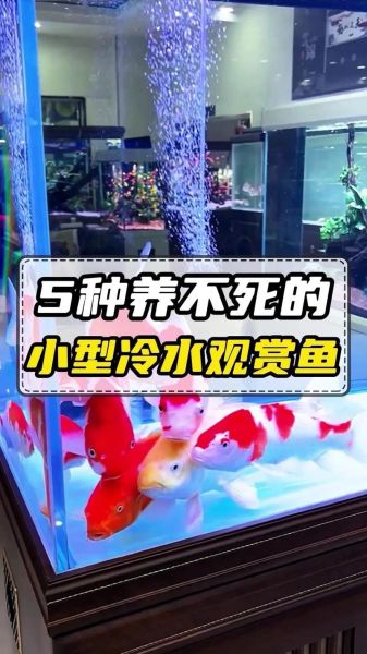 十大养不死的冷水鱼有哪些_新手怎么选-第1张图片-山城妙识