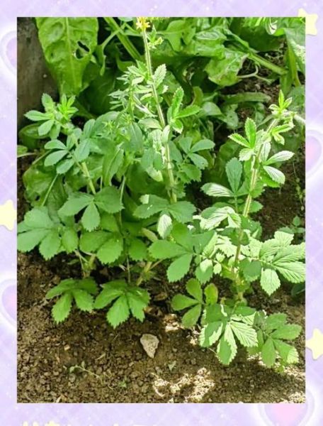 农民治癌症的偏方真的有效吗_民间草药抗癌真相-第3张图片-山城妙识