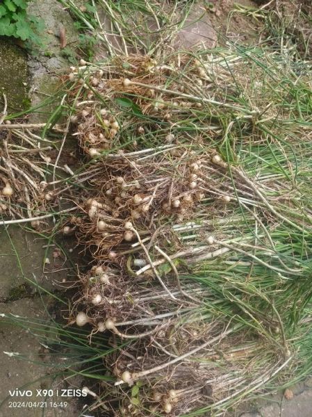 农民治癌症的偏方真的有效吗_民间草药抗癌真相-第1张图片-山城妙识