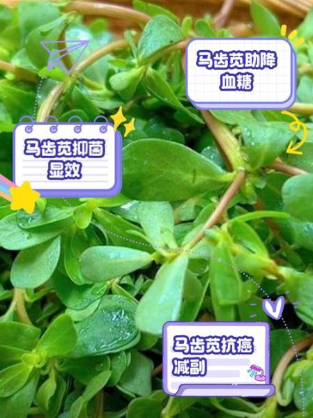 农民治癌症的偏方真的有效吗_民间草药抗癌真相-第2张图片-山城妙识