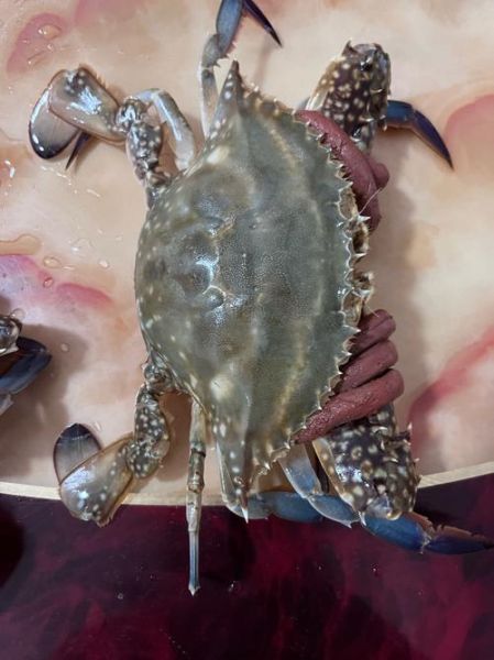 梭子蟹怎么保存不死掉_活蟹存放几天不瘦-第2张图片-山城妙识