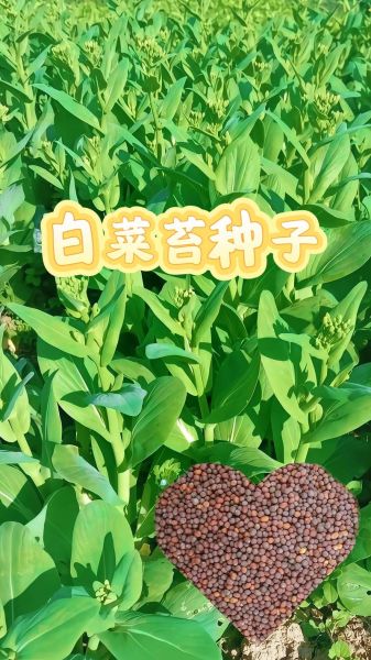 白菜苔种子怎么种_白菜苔种子几月播种-第2张图片-山城妙识