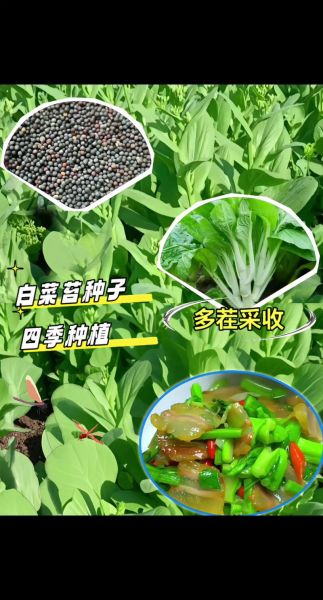 白菜苔种子怎么种_白菜苔种子几月播种-第1张图片-山城妙识
