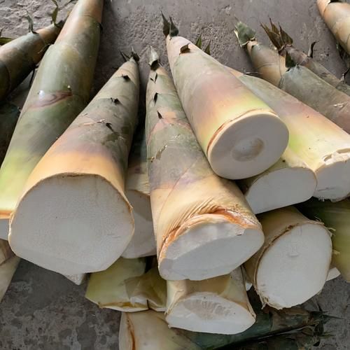 桂林酸笋怎么腌制_桂林酸笋腌制多久可以吃-第2张图片-山城妙识 桂林酸笋怎么腌制_桂林酸笋腌制多久可以吃-第2张图片-山城妙识