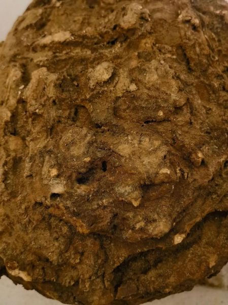 茯神和茯苓的区别_哪个安神效果更好-第3张图片-山城妙识 茯神和茯苓的区别_哪个安神效果更好-第3张图片-山城妙识