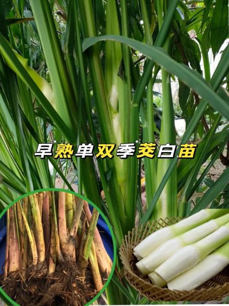 茭白有什么营养价值_茭白功效与作用-第2张图片-山城妙识 茭白有什么营养价值_茭白功效与作用-第2张图片-山城妙识