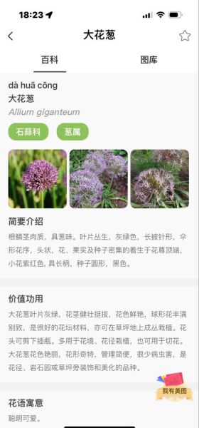 大葱花怎么吃_大葱花和大葱区别-第2张图片-山城妙识