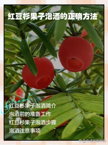 红豆杉泡酒的制作方法_红豆杉泡酒有什么功效-第1张图片-山城妙识