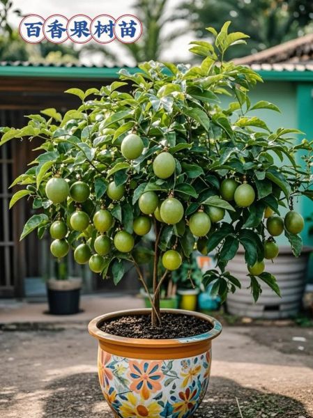 百香果种植多久才结果_百香果几年能结果-第2张图片-山城妙识