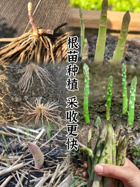 芦笋多少钱一斤_新鲜芦笋价格行情-第3张图片-山城妙识 芦笋多少钱一斤_新鲜芦笋价格行情-第3张图片-山城妙识