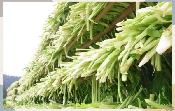 宜宾芽菜怎么保存_宜宾芽菜和涪陵榨菜区别-第1张图片-山城妙识 宜宾芽菜怎么保存_宜宾芽菜和涪陵榨菜区别-第1张图片-山城妙识