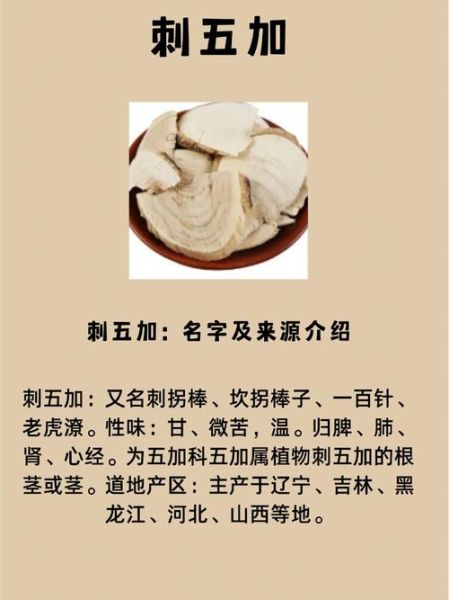 刺五加片的功效与作用是什么_刺五加片适合哪些人吃-第1张图片-山城妙识 刺五加片的功效与作用是什么_刺五加片适合哪些人吃-第1张图片-山城妙识