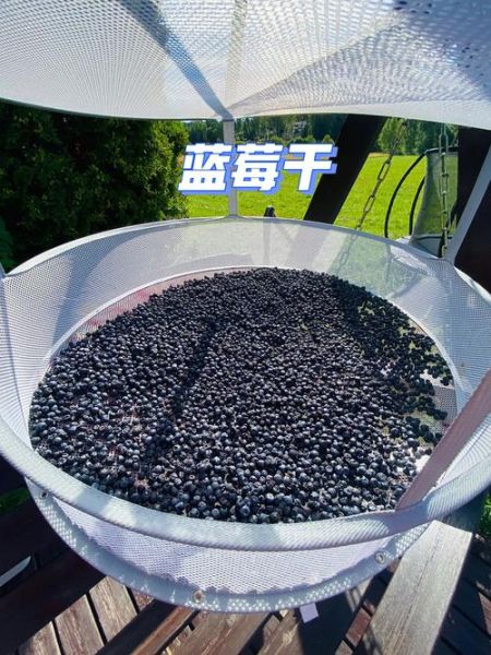 蓝莓干怎么做_蓝莓干制作常见问题-第2张图片-山城妙识 蓝莓干怎么做_蓝莓干制作常见问题-第2张图片-山城妙识