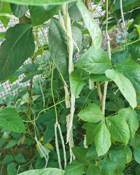 长豇豆的功效与作用_长豇豆能降血糖吗-第1张图片-山城妙识