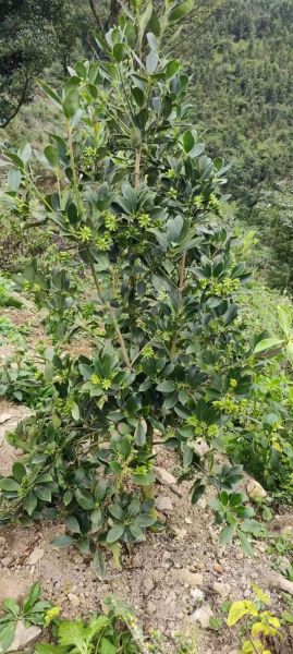 野生八角树长什么样_野生八角树图片如何辨认-第1张图片-山城妙识