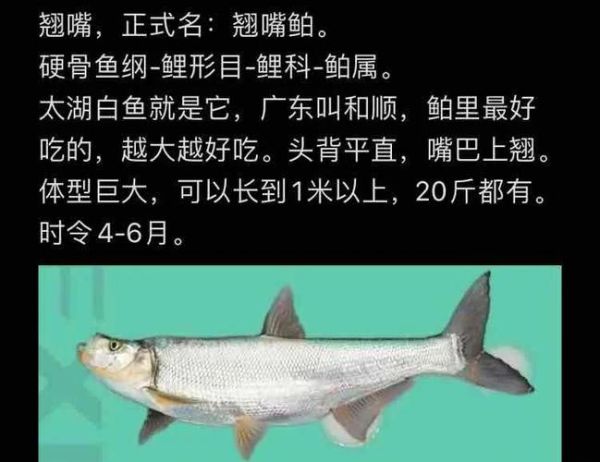 淡水鱼价格表_淡水鱼多少钱一斤-第2张图片-山城妙识 淡水鱼价格表_淡水鱼多少钱一斤-第2张图片-山城妙识