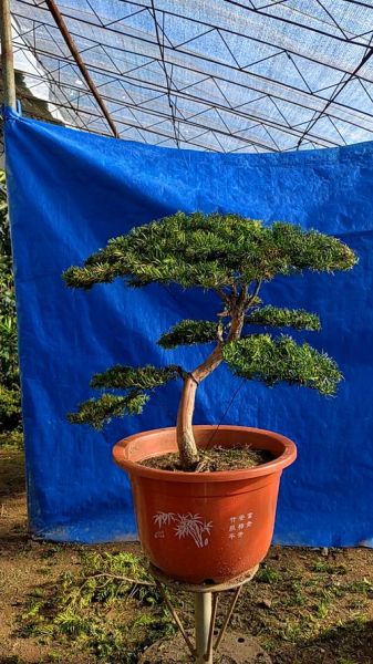 红豆杉盆景图片大全_如何养护红豆杉盆景-第1张图片-山城妙识