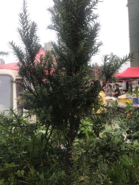 红豆杉盆景图片大全_如何养护红豆杉盆景-第2张图片-山城妙识